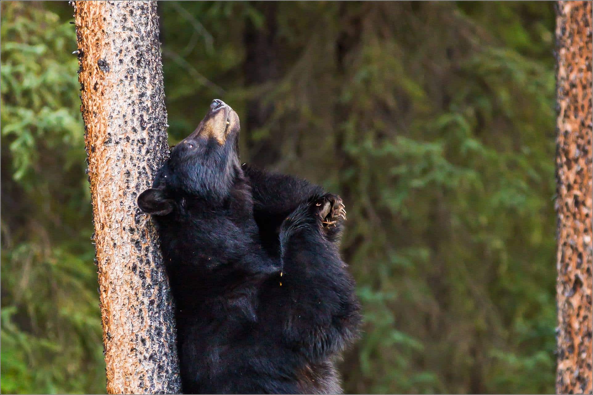 What To Learn From The Dance All Bears Do - WellWell